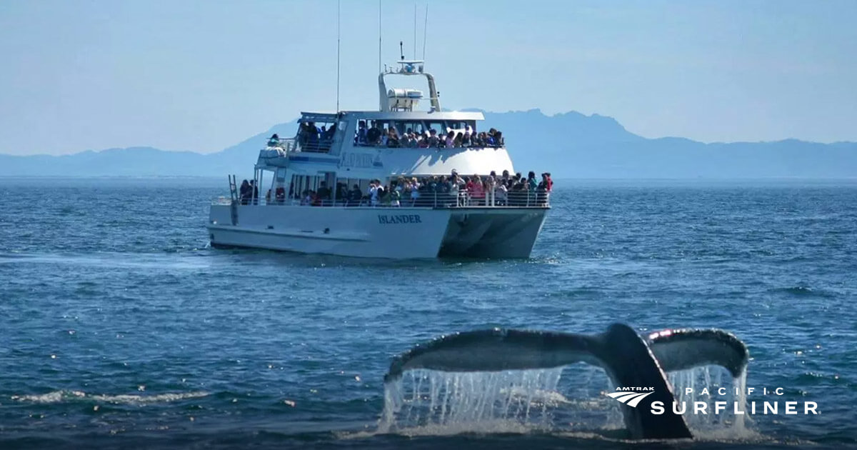 Top Stops for Whale Watching Excursions | Pacific Surfliner